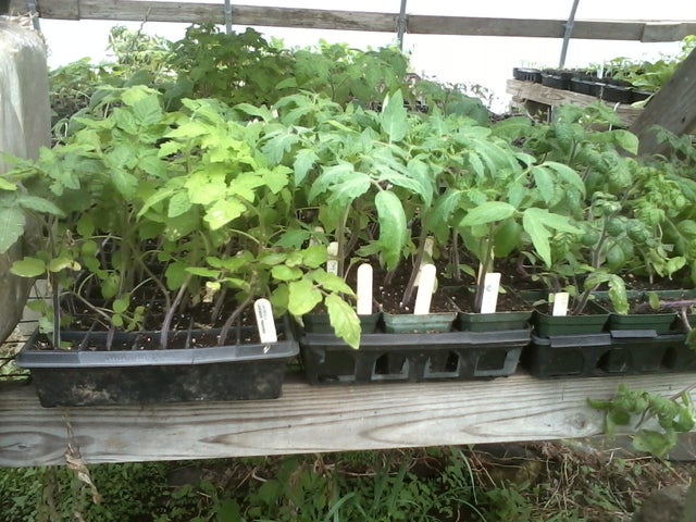 KDCrop Farms vegetable starter plants tomato eggplant peppers squash ...